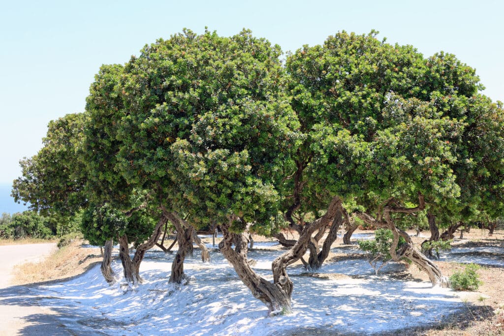 Discover Chios: The Aegean's Best Kept Secret - The Boutique Vibe